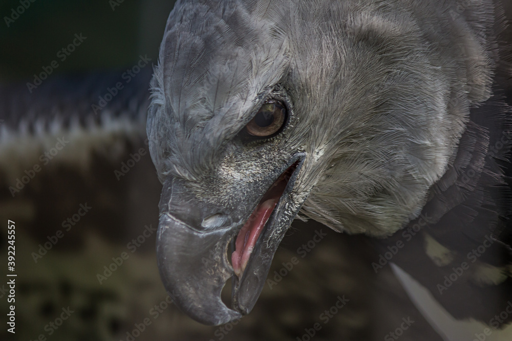 Fotografie The harpy eagle (American harpy eagle, Harpia harpyja) is a ...