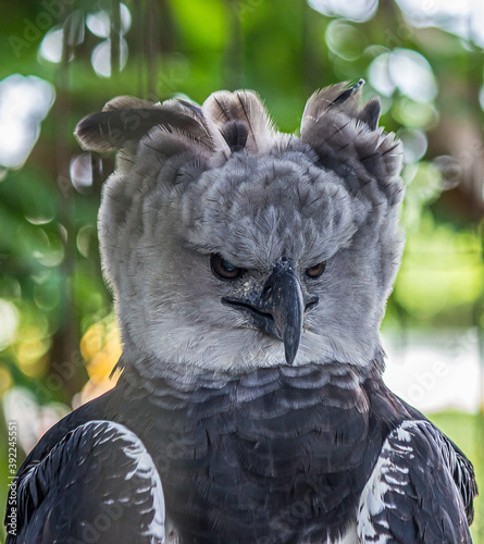 The harpy eagle (American harpy eagle, Harpia harpyja) is a neotropical ...