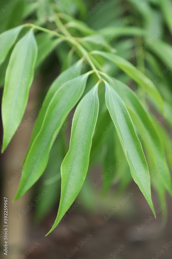 Tejpata , Tej Patta, Tejpatta, and Tejpat Bay Leaf, and botanically ...