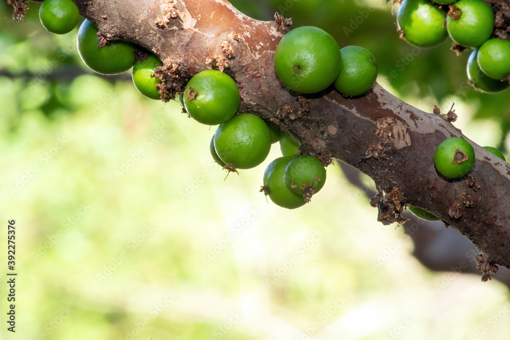 Jabuticaba season. The fruit of the jaboticaba growing on the tree ...