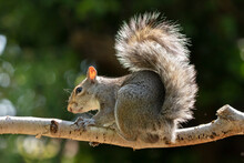 Grey Squirrel Free Stock Photo - Public Domain Pictures