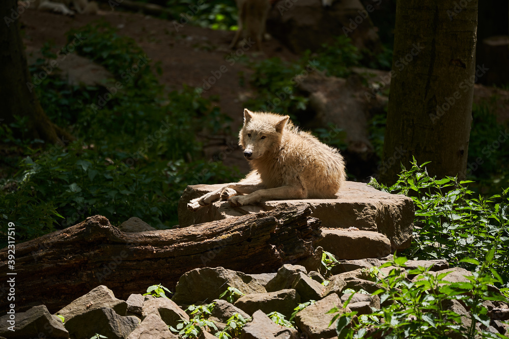 Hudson Bay Wolf, Canis lupus hudsonicus, a subspecies of gray wolf ...