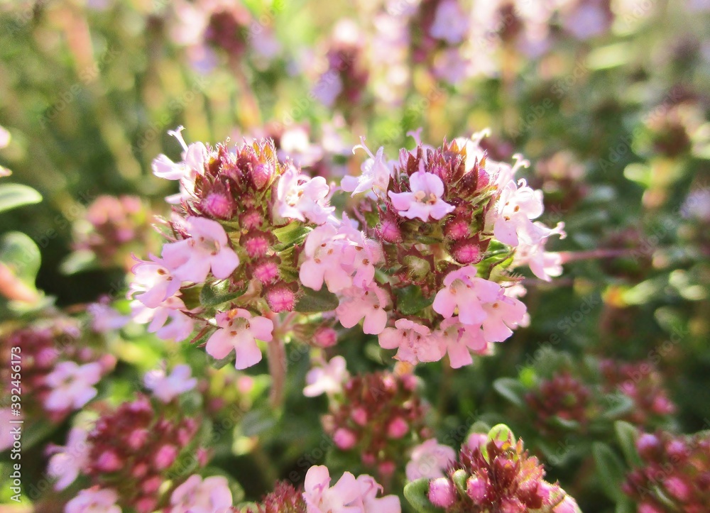 Pink flowers of creeping thyme (Thymus serpyllum) Stock Photo | Adobe Stock