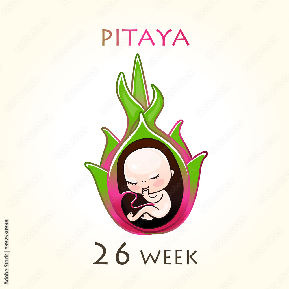 Image vectorielle Stock Stages of development of pregnancy, the size of ...