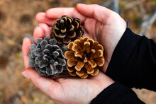 Pine Cone Path Free Stock Photo - Public Domain Pictures