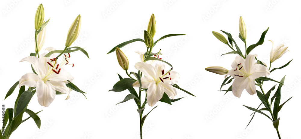 Isolated branch of Lílium candidum (snow-white Lily) with blooming ...