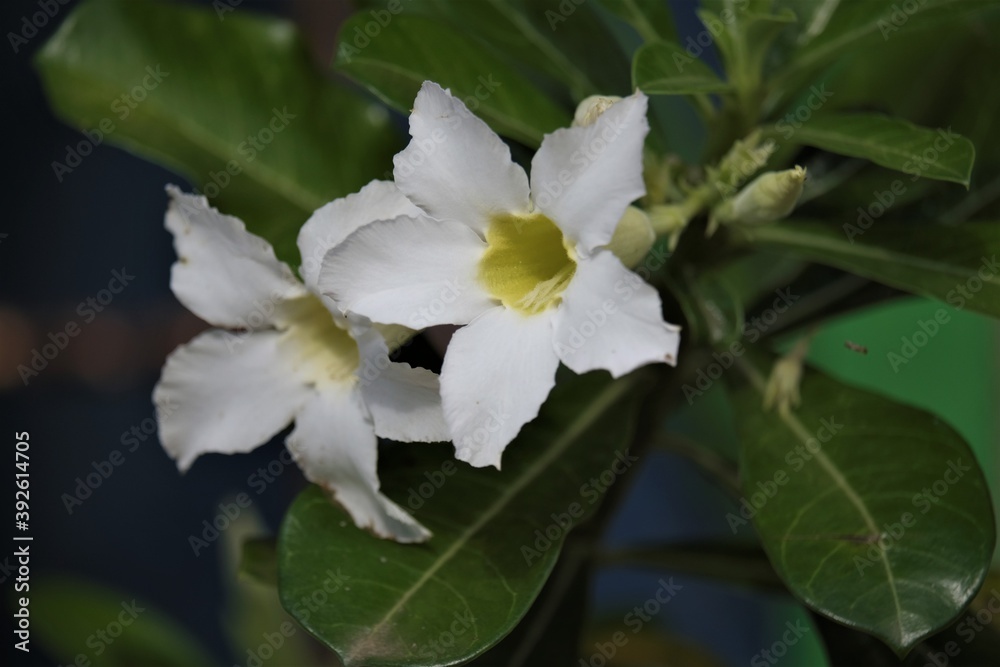 White Adenium Flower. Adenium obesum is grown as a houseplant in ...