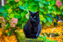 Black Cat In Spring Garden Free Stock Photo - Public Domain Pictures