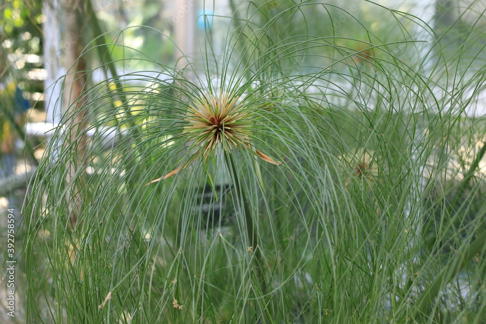 Egyptian papyrus (Cyperus papyrus) flower Stock Photo | Adobe Stock
