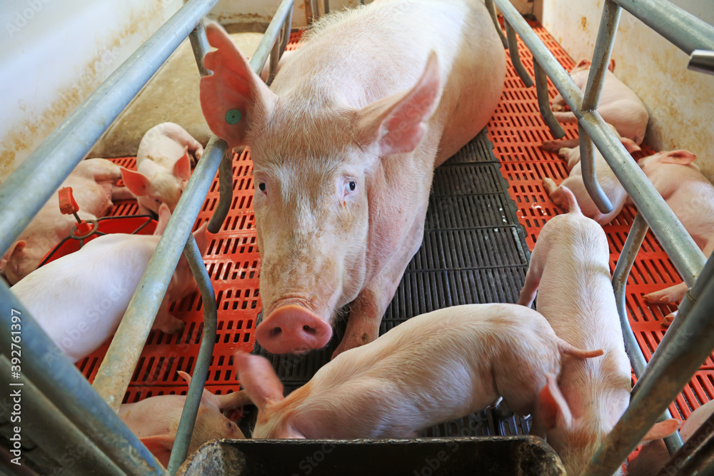 Sows and piglets in farms Stock Photo | Adobe Stock