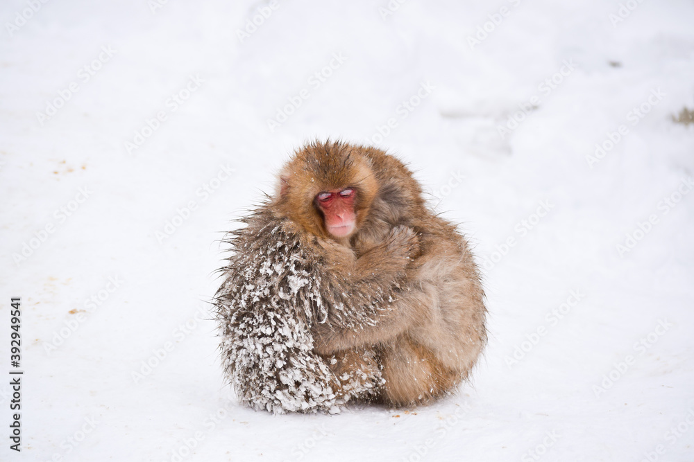 Photo Stock two brown cute baby snow monkeys hugging and and sheltering ...