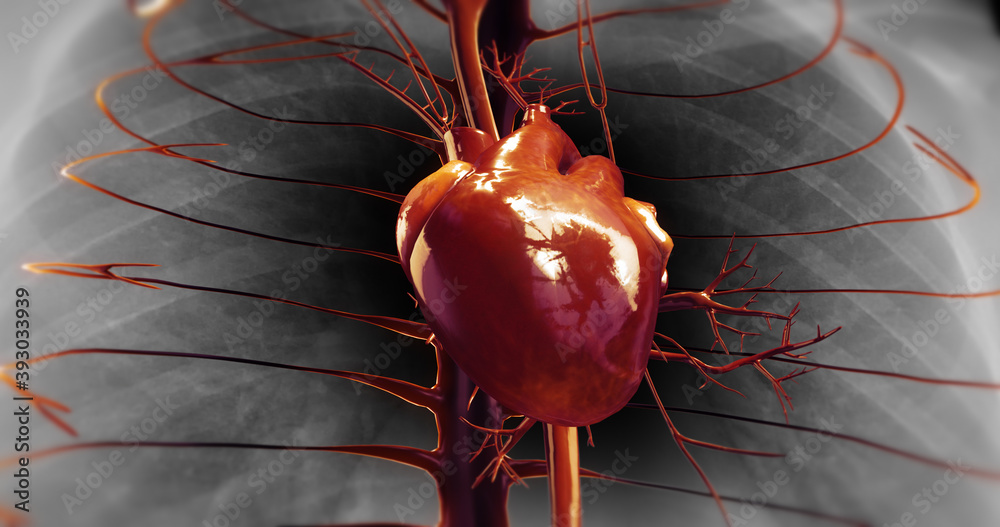 Healthy Human Heart Is Beating. X-Ray Skeleton On Background. Coronary ...