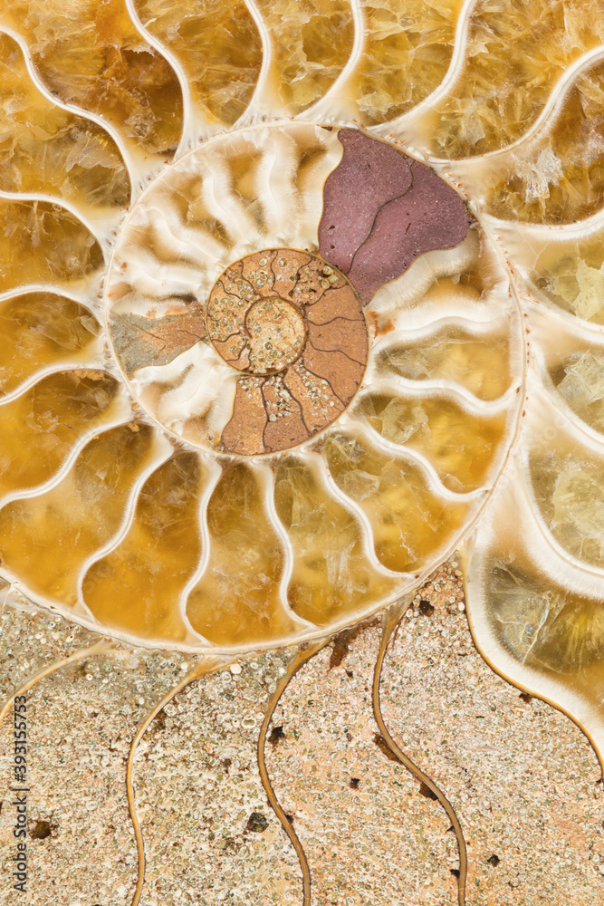 Foto Macro photograph of a split fossilized ammonite shell showing the ...