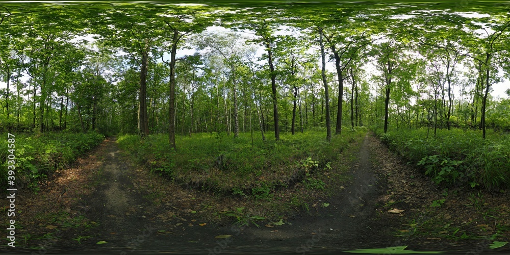 Deep Summer Forest Spherical HDRI Panorama Stock Photo | Adobe Stock