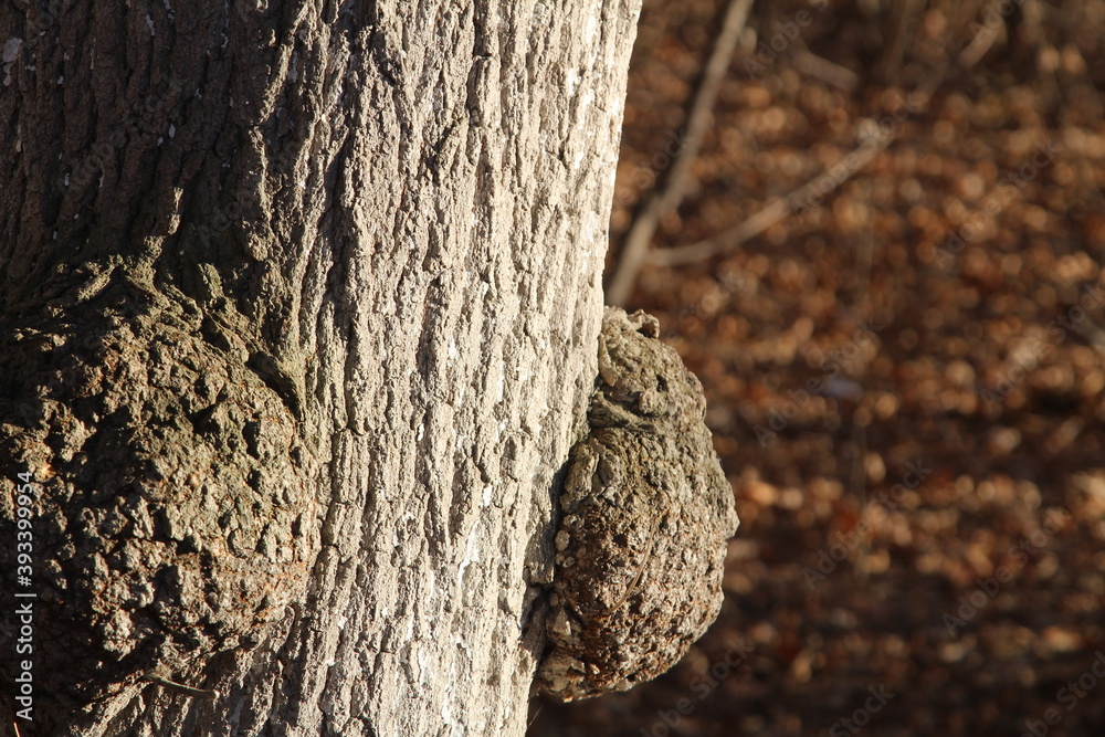 Two nodules on the trunk of a deciduous tree. nodules are valued for ...