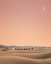 Camel Train Desert Sunset Free Stock Photo - Public Domain Pictures