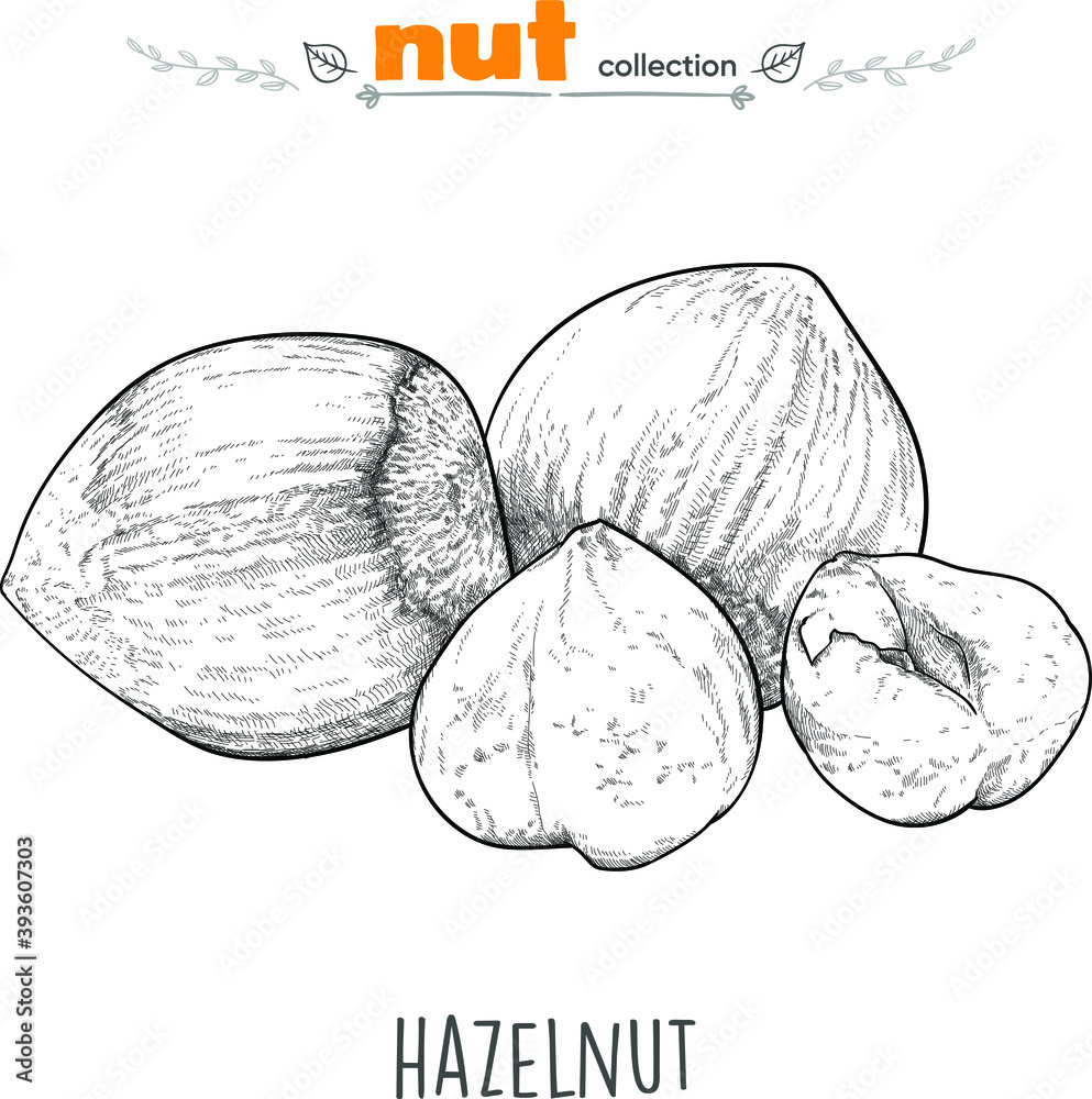 Hazelnut. Detailed line art. Freehand drawing. Vector nuts. Collection ...