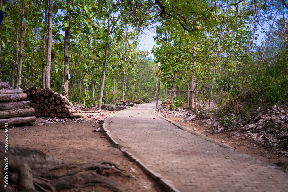 Wood storage in the forest Stock Photo | Adobe Stock