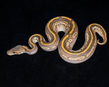 Black And White Ball Python Snake Free Stock Photo - Public Domain Pictures