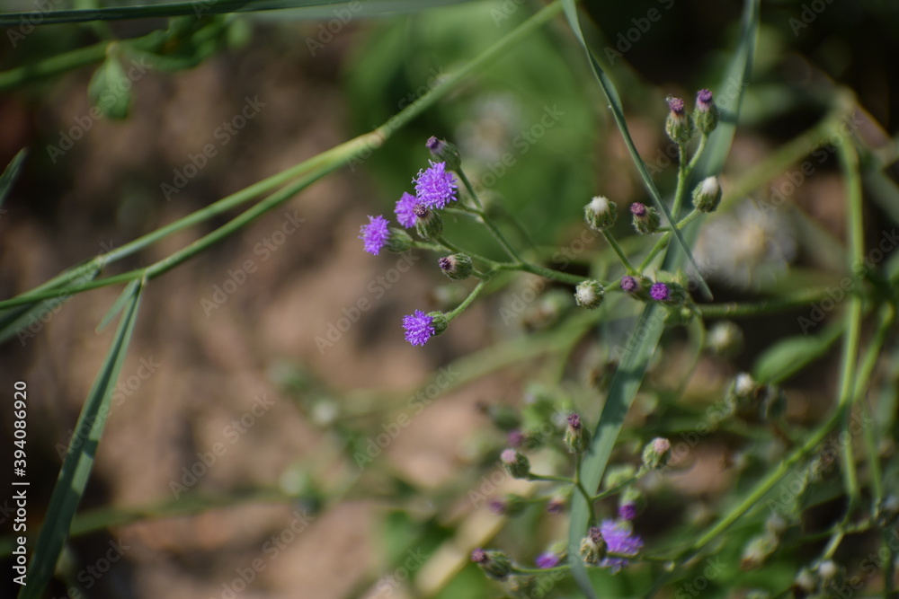 Lilac Tasselflower or Emilia Sonchifolia Flower and Plant also known as ...