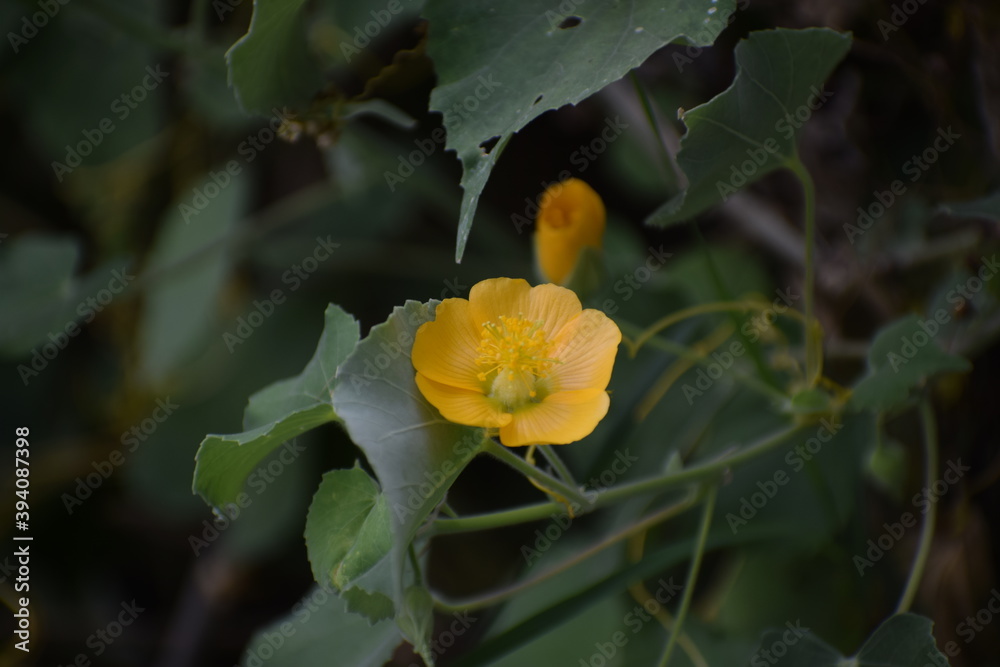 Chiness Bell Flower, Indian Mellow, Moon Flowe or Country mallow plant ...