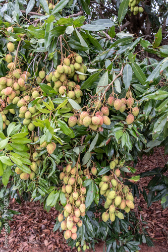 Unripe green lychee hanging from a lychee tree. Fresh green lychee ...