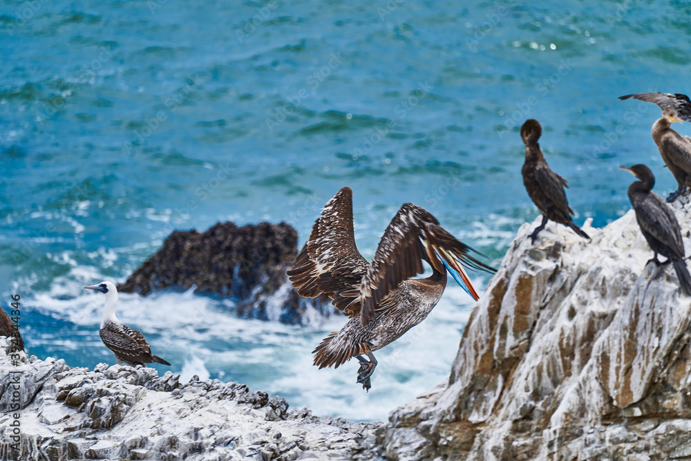 Bird colony in Paracas national park at the Pacific Ocean coast line of ...