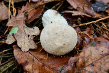 White Puffball Mushroom Free Stock Photo - Public Domain Pictures