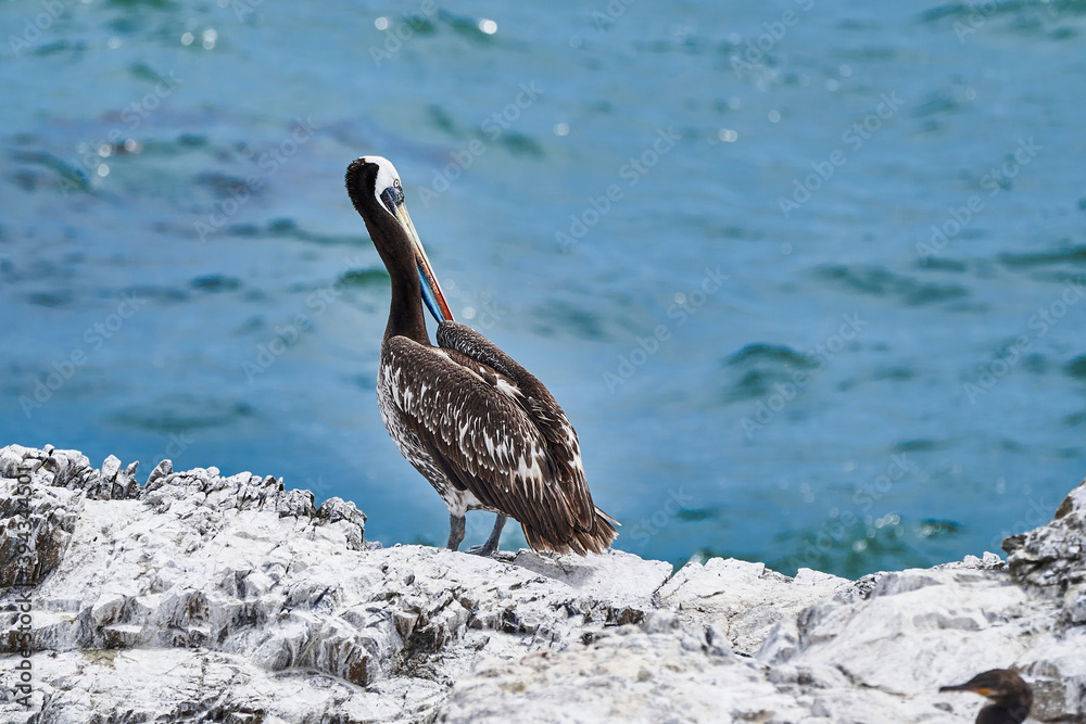 Bird colony in Paracas national park at the Pacific Ocean coast line of ...