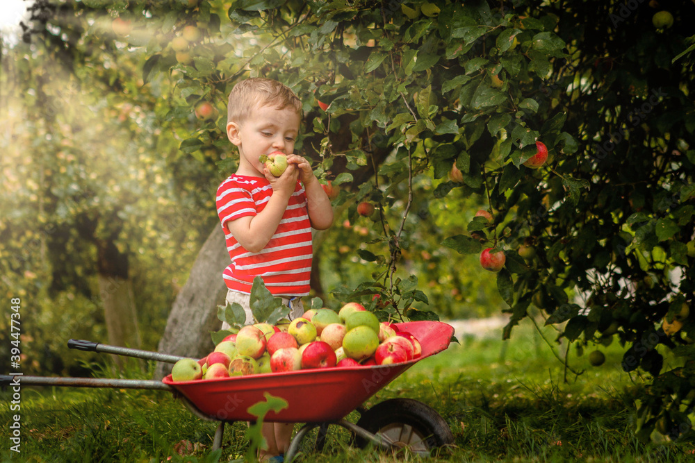 Foto de Stock Child picking apples on a farm. Little boy playing in ...