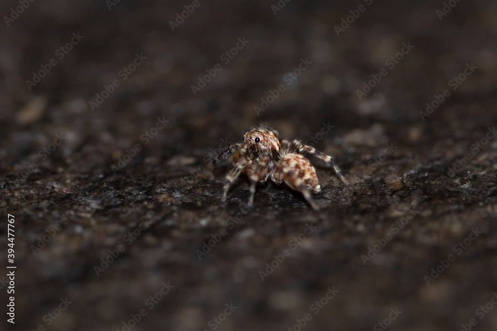 Jumping spider macro, insect details. Home wildlife safari, shot ...