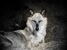 Night Wolf Free Stock Photo - Public Domain Pictures