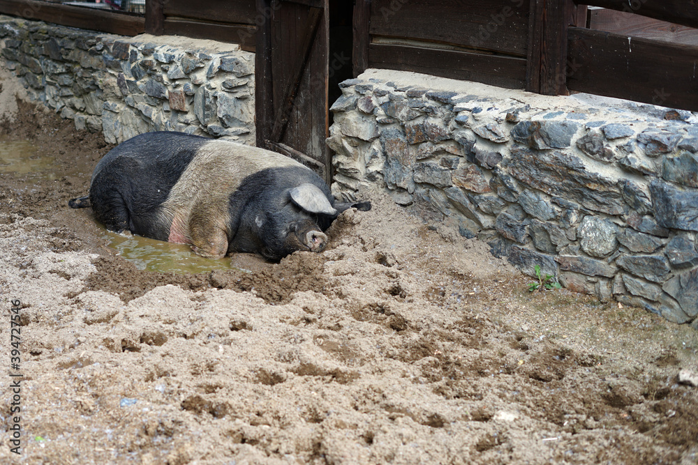 British Saddleback domestic pig laying in mud at farm, used for ...