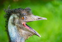 Emu Bird Free Stock Photo - Public Domain Pictures