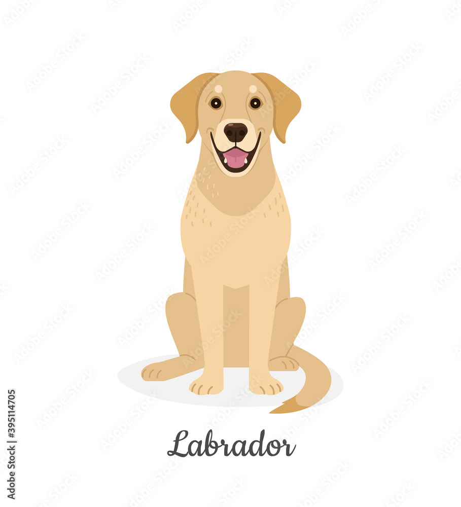 Labrador. Vector illustration of cute big yellow sitting dog in flat ...