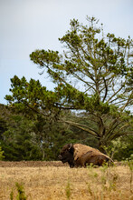 Bison Under A Tree Free Stock Photo - Public Domain Pictures