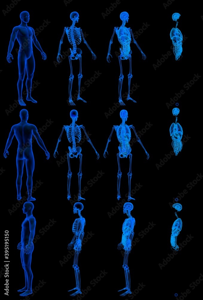 12 high resolution xray renders in 1 image, man body with skeleton and ...