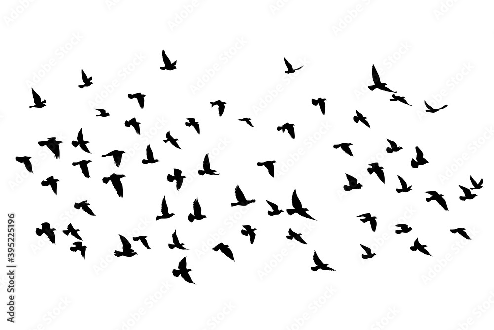 Flying birds silhouettes on isolated background. Vector illustration ...