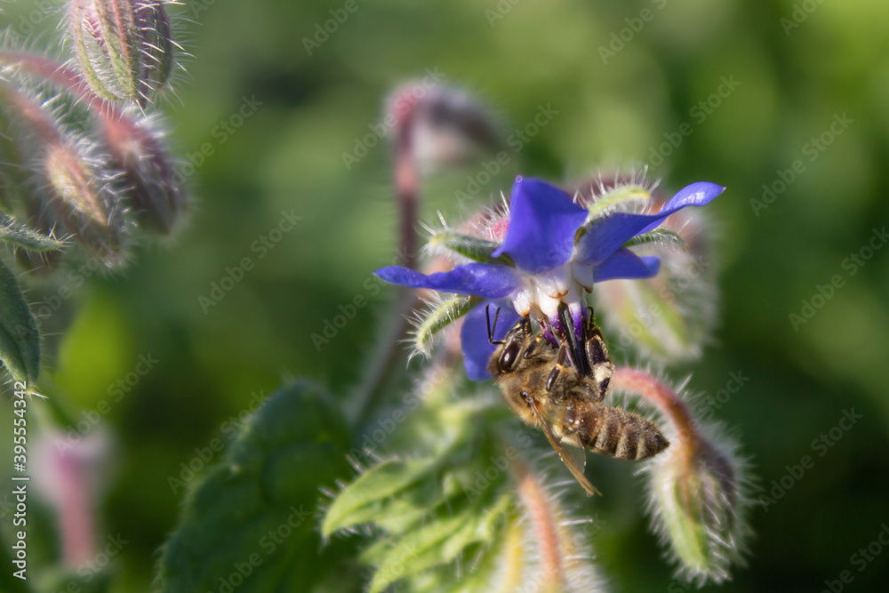 Borage (Borago officinalis), also known as a starflower. Honey bee apis ...