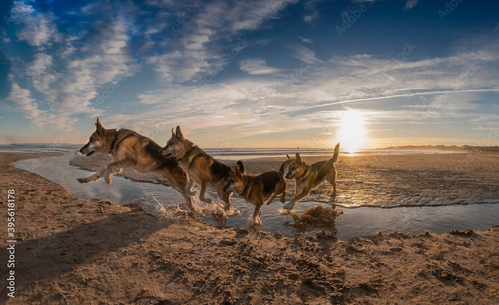 Secuencia De Salto De Pastor Alemán En La Playa Al Atardecer Stock
