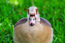 Egyptian Goose Resting Free Stock Photo - Public Domain Pictures