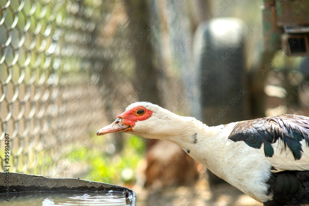 Duck feed on traditional rural barnyard. Detail of a waterbird drinking ...