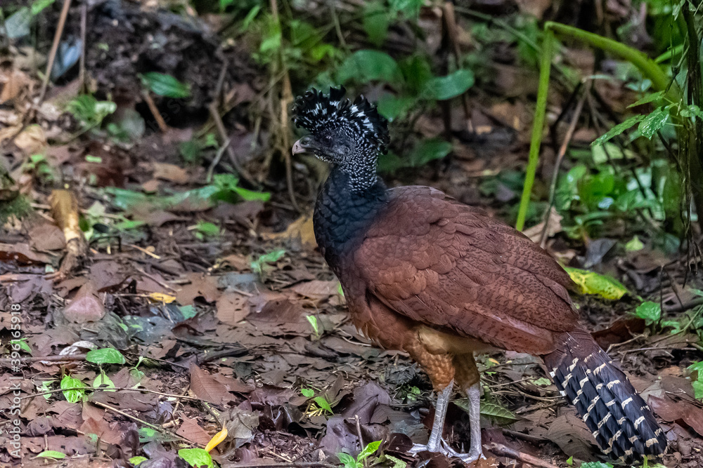 Beautiful close up view of a magnificent Pheasant bird in the Volcano ...