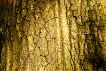 Very Interesting Tree Free Stock Photo - Public Domain Pictures