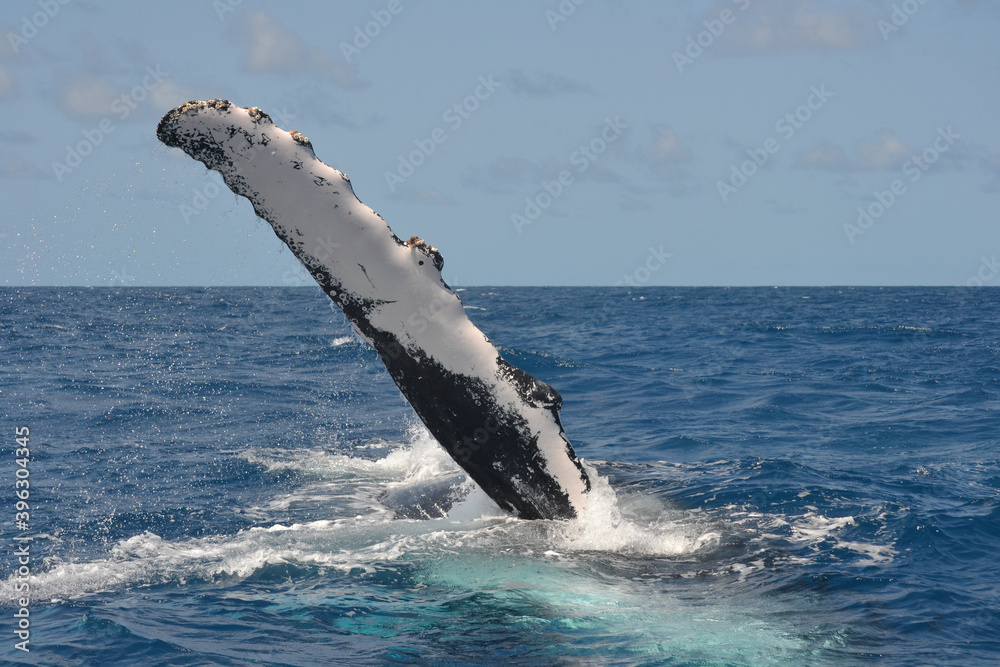 Impressive view of humpback whale pectoral swimming fast in a rough sea ...