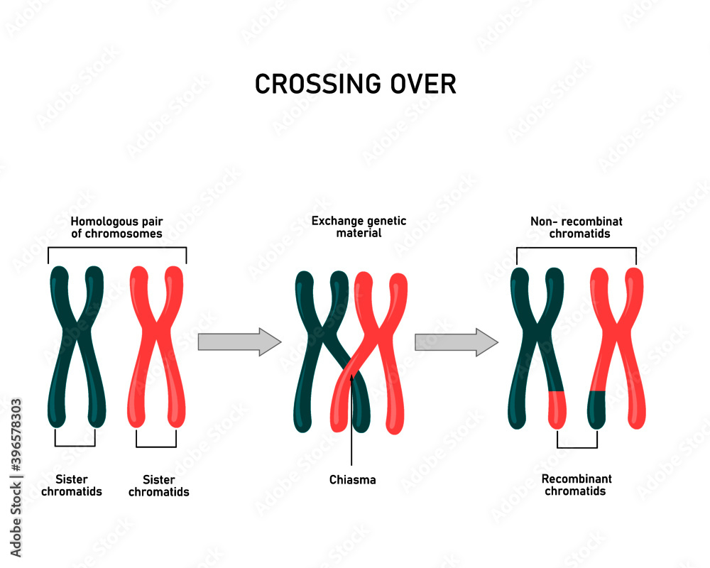 Chromosomal crossover, genetic recombination during meiosis. Exchanged ...