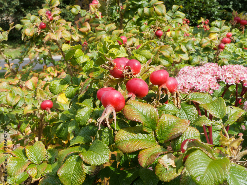 (Rosa rugosa) Cynorhodons ou cynorrhodons, faux-fruits rouges et ...