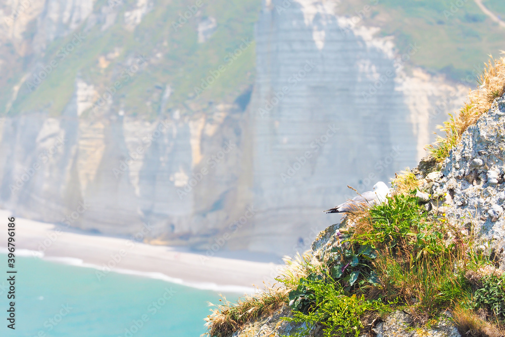 Seagull on a rock against the backdrop of rocky ledges forming the high ...