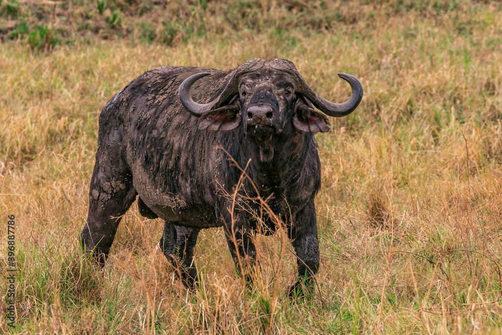 African Buffalo Wildlife Animals Grazing Savanna Grassland Wilderness ...
