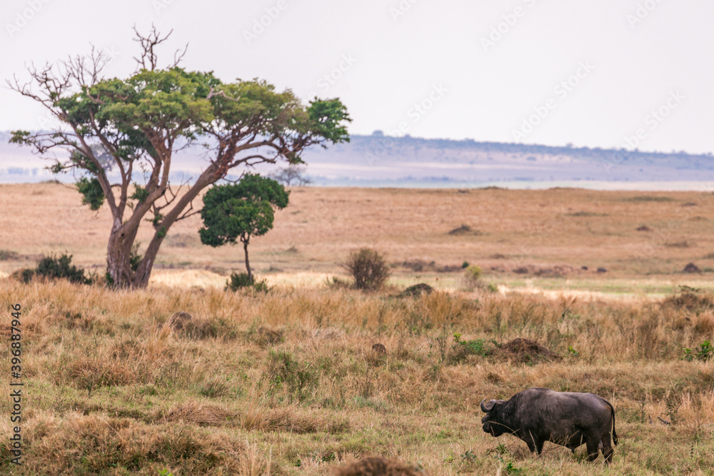 Photo Stock African Buffalo Wildlife Animals Grazing Savanna Grassland ...